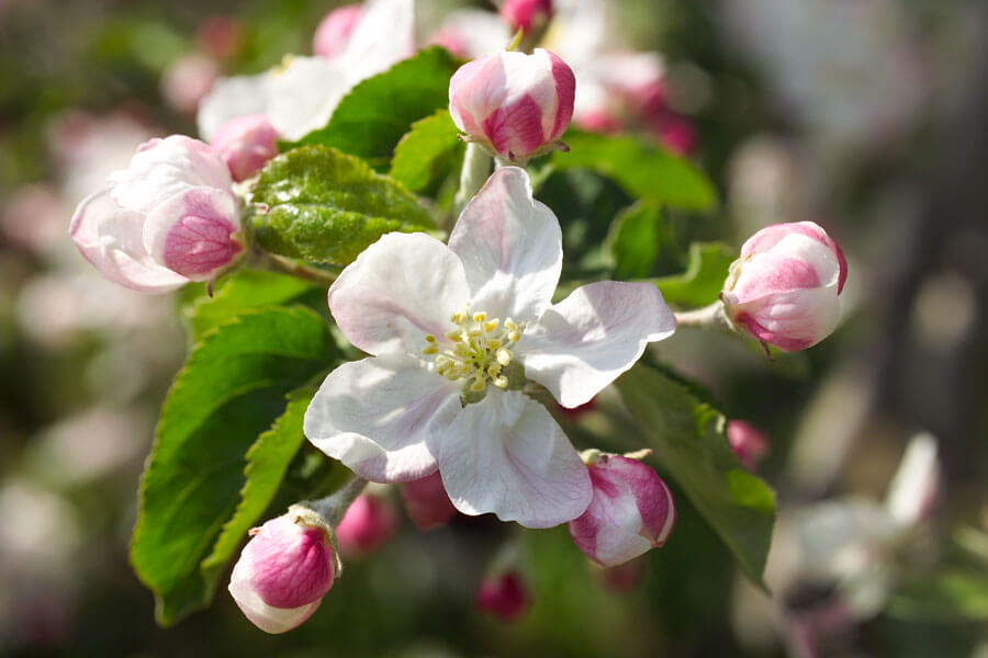 Bloesemactiviteiten 2020 - Toerisme Sint-Truiden